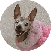 スタッフ| 羽田空港ペットホテル HANEDA AIRPORT PET HOTEL