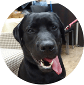 スタッフ| 羽田空港ペットホテル HANEDA AIRPORT PET HOTEL